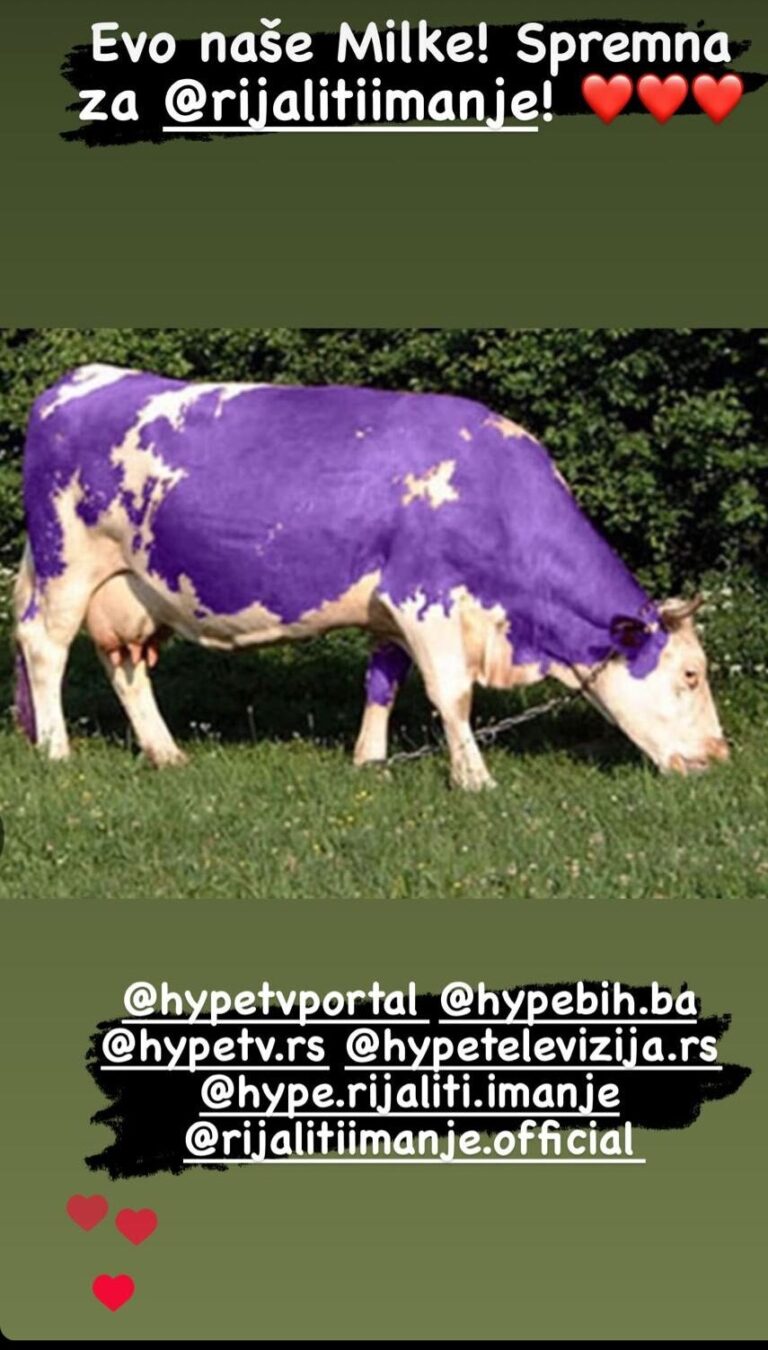 Krava Milka sa Alpa stiže na Imanje